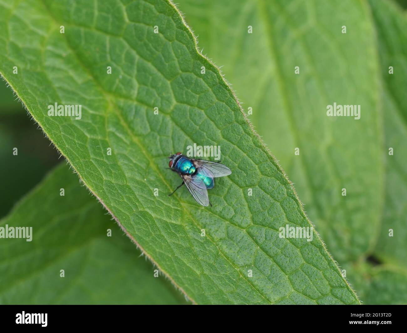 Blue bottle fly hi-res stock photography and images - Alamy