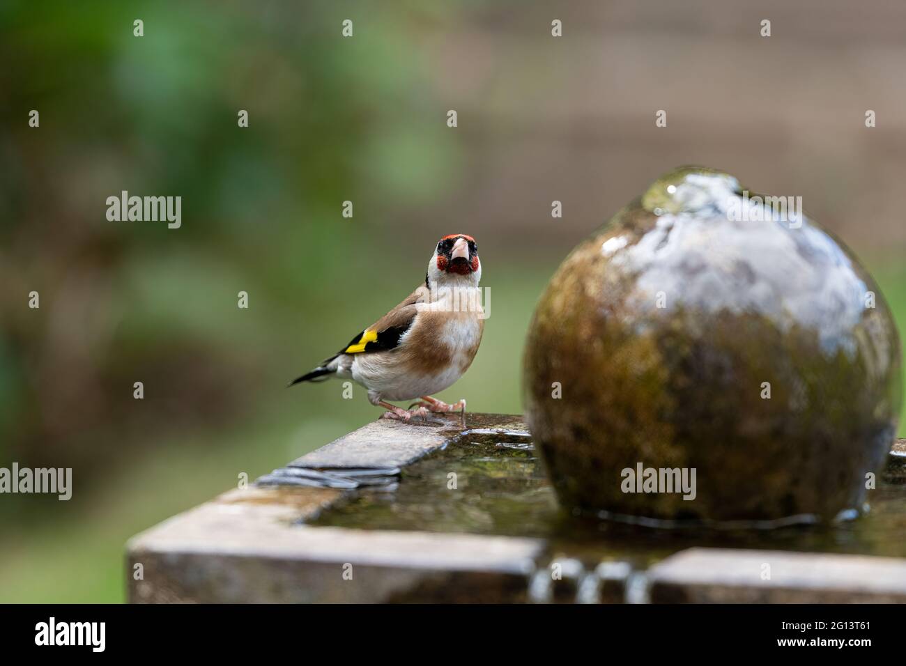 gold finch having a drink at the garden water feature Stock Photo - Alamy