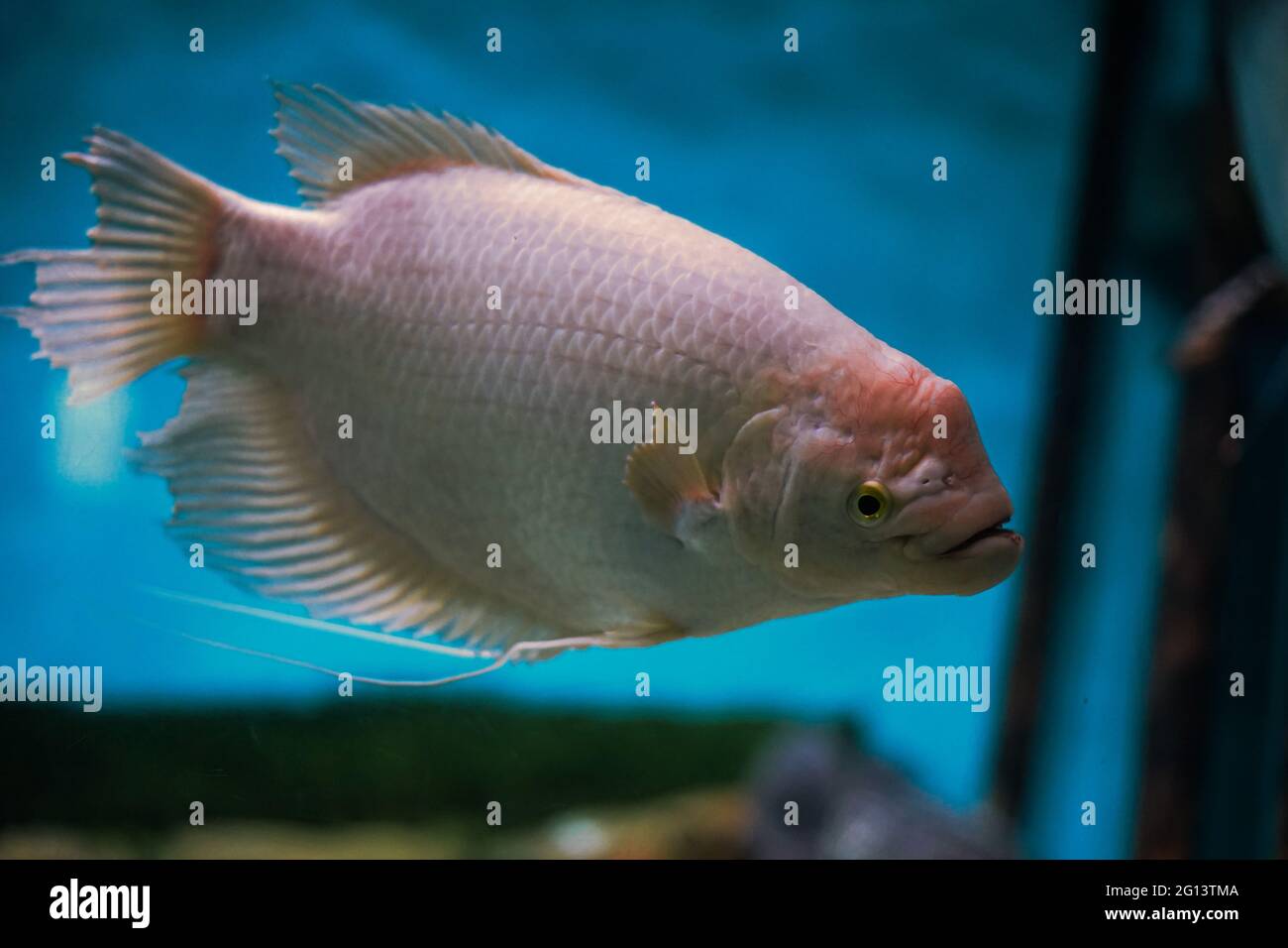 Kissing gourami hi-res stock photography and images - Alamy