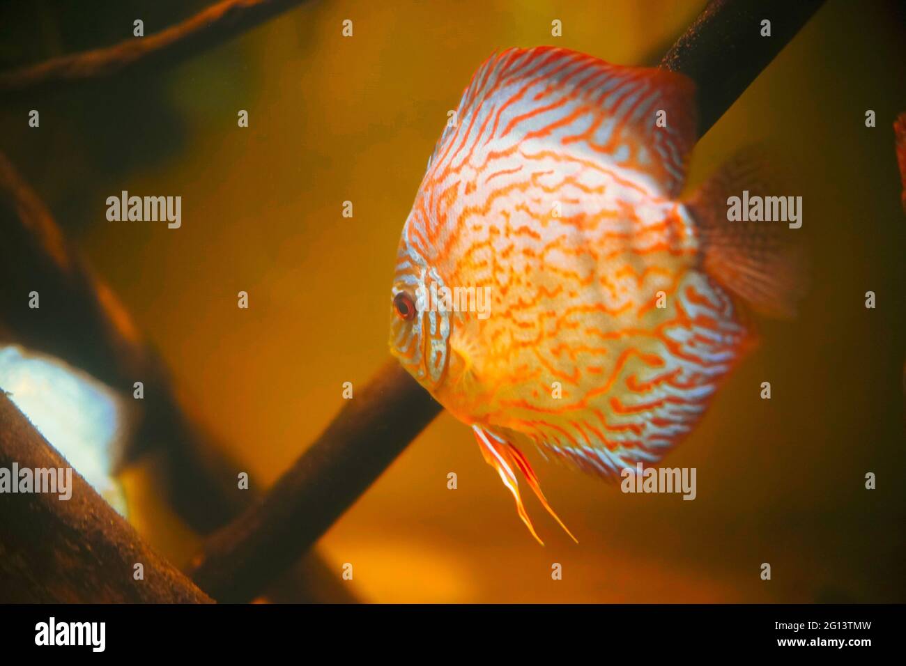 Closeup shot of a Discus fish swimming in the aquarium Stock Photo - Alamy