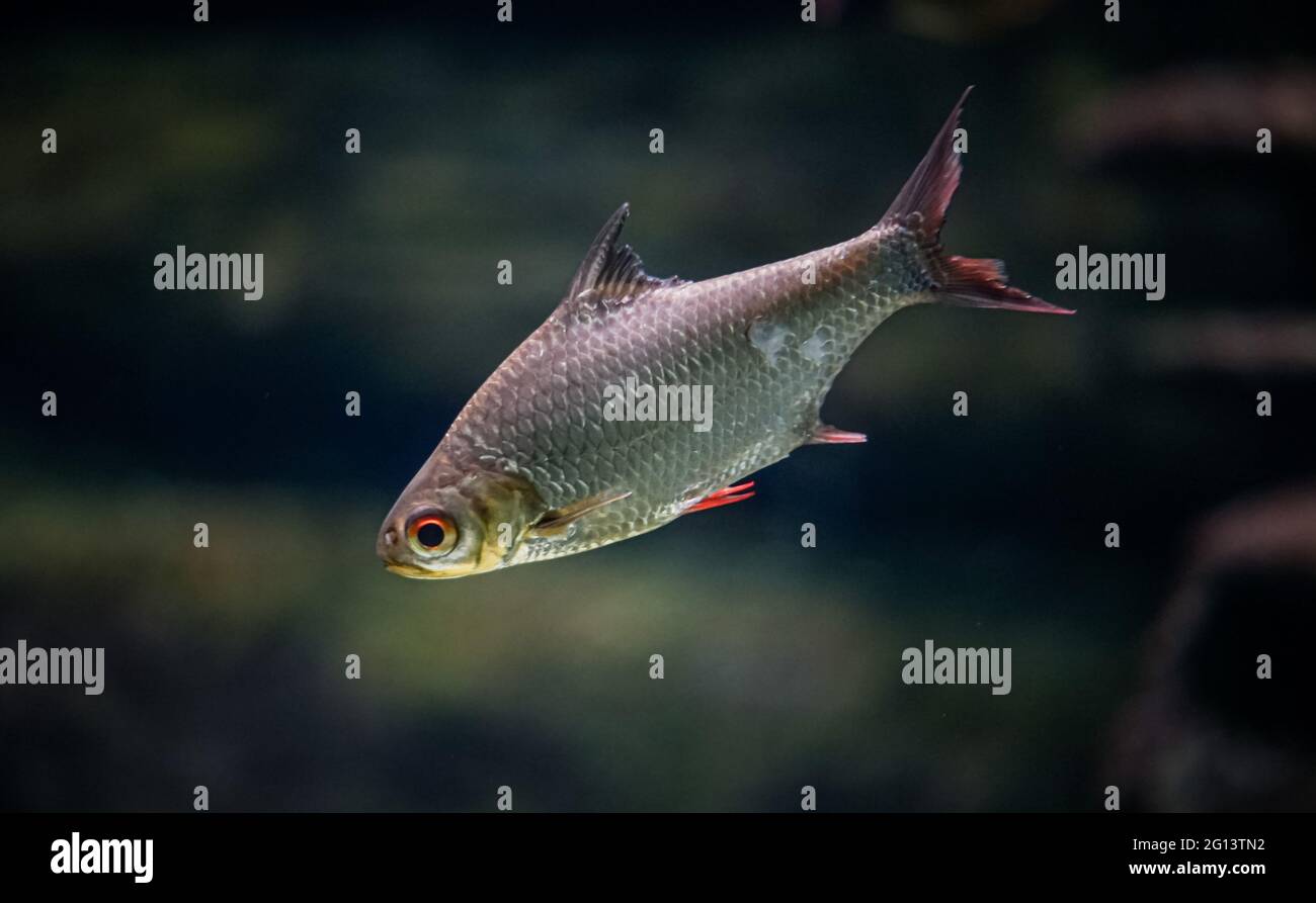 Common rud hi-res stock photography and images - Alamy