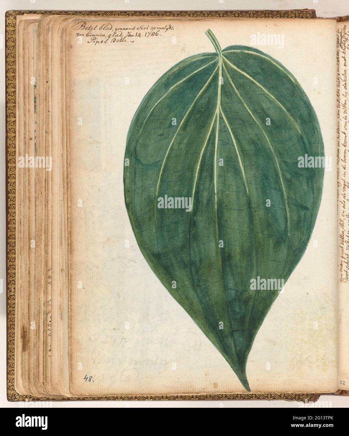 Sirih or betel leaf. Color drawing of a betel blade (Sirih). See part 1 ...