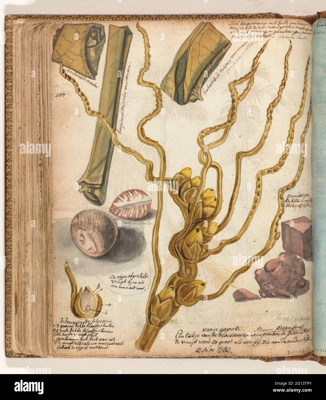Methods for making Sirih. Color drawing of ingredients from Sirih. The ...