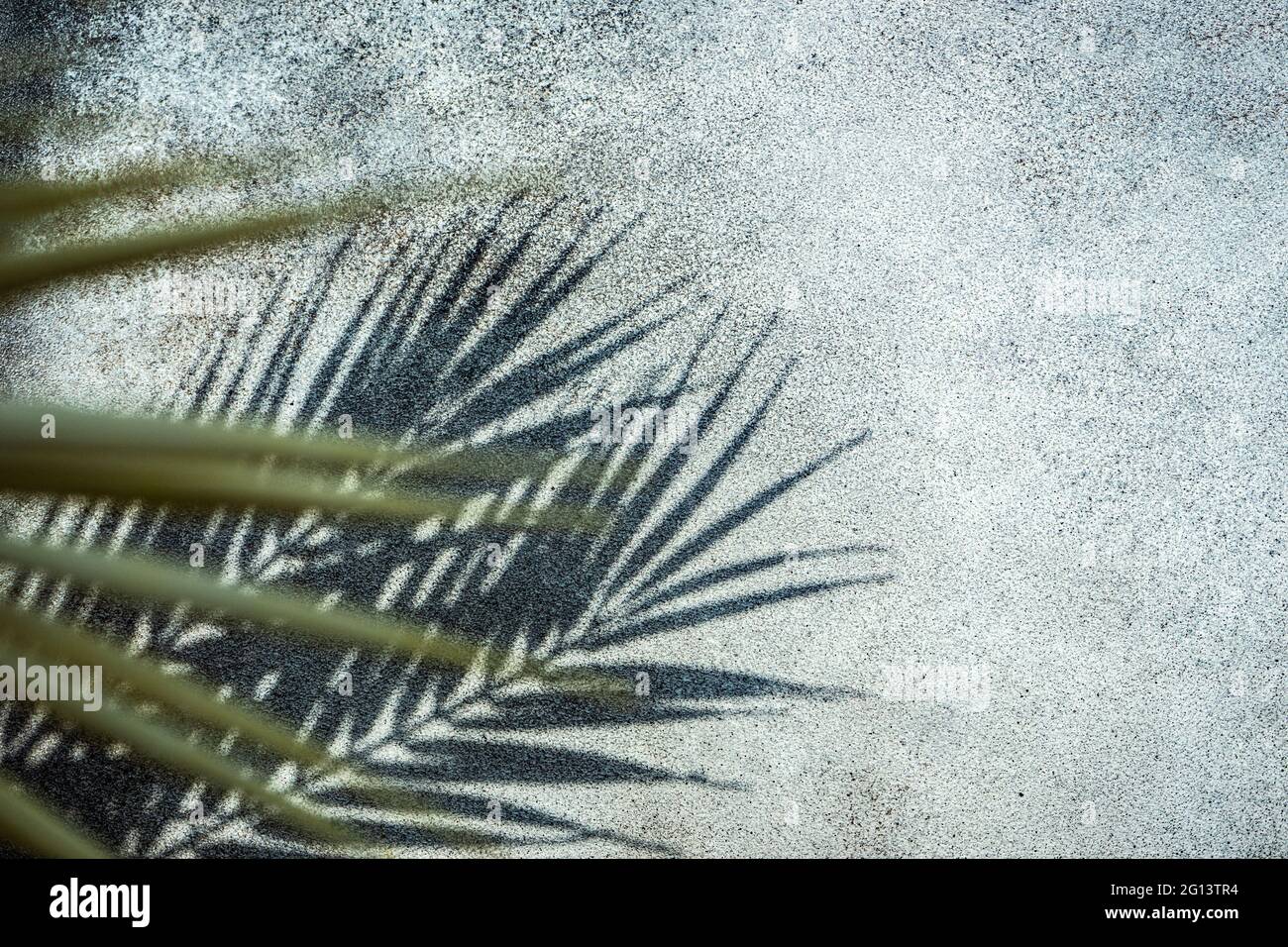 Palm tree leaves shadow on the concrete wall as a summer background ...