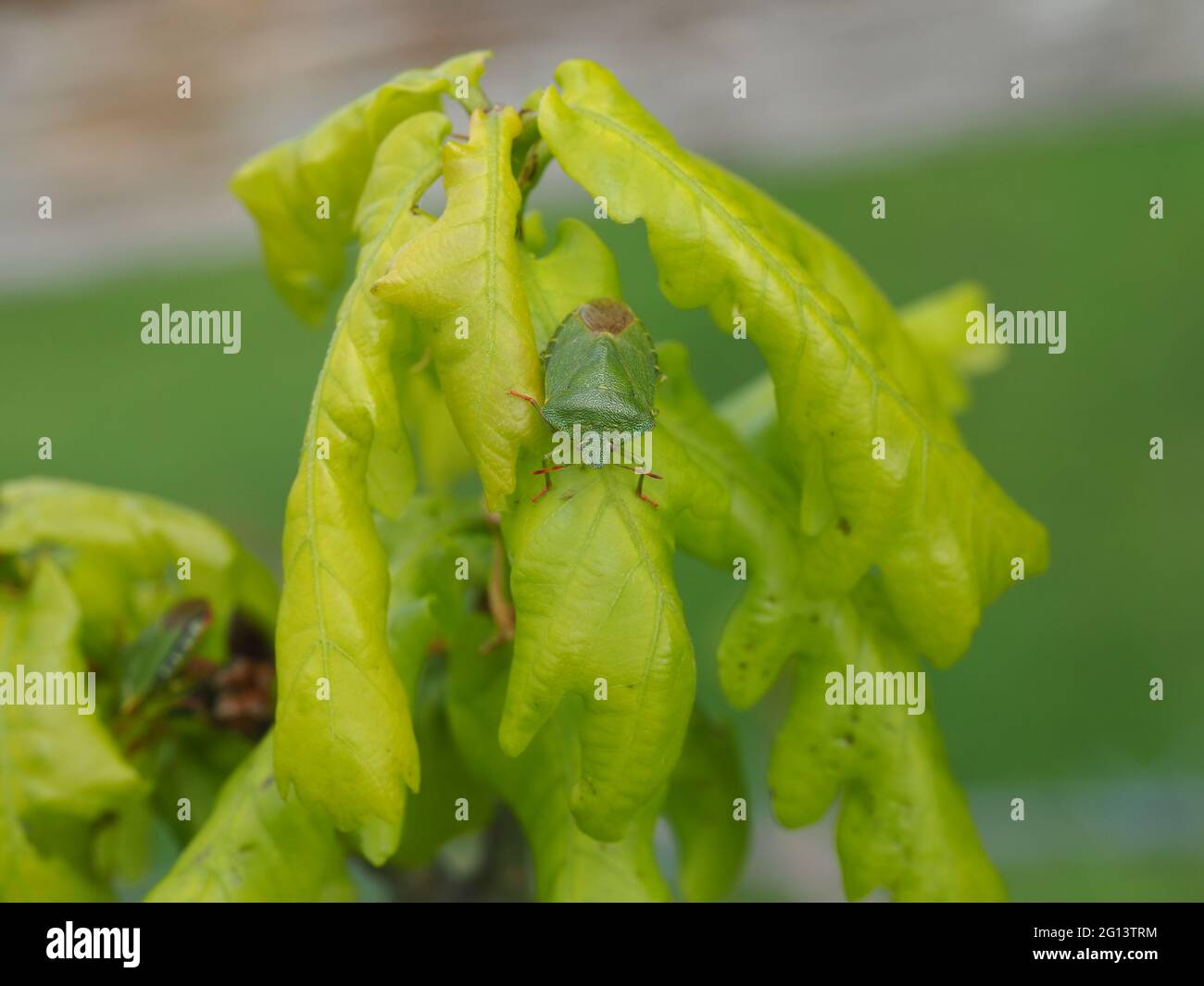 Smelling leaves on tree hi-res stock photography and images - Alamy
