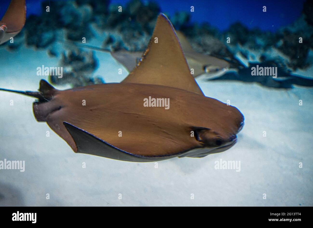 Closeup shot of a Freshwater whipray fish swimming underwater Stock ...