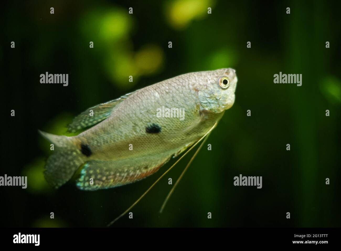 Gourami Fish Male Female Difference