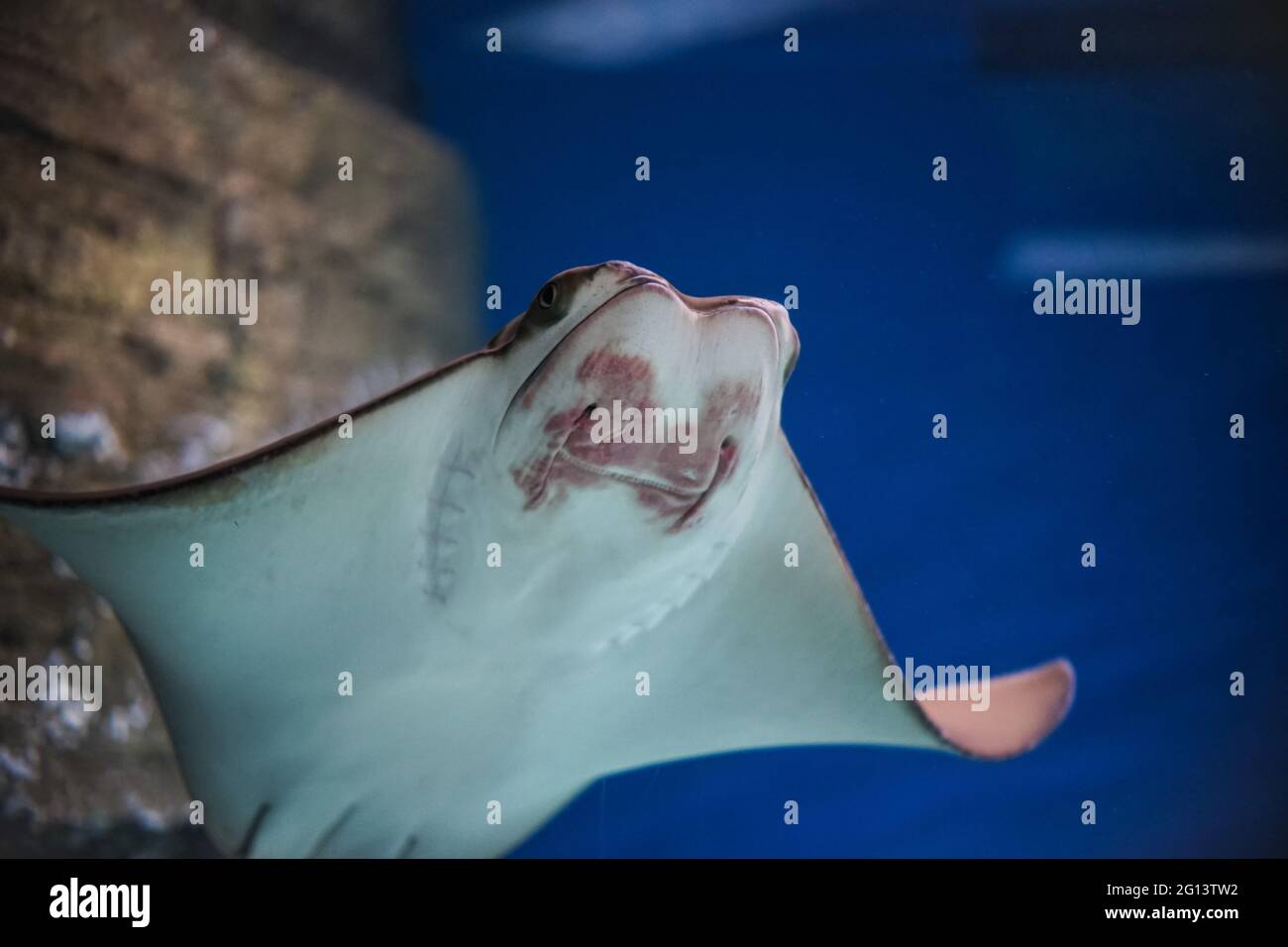 Low angle shot of a Freshwater whipray fish swimming underwater Stock ...