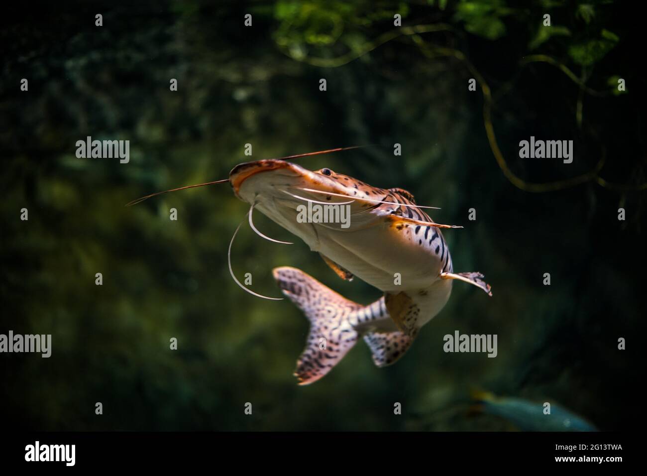 Pictus Catfish Colors