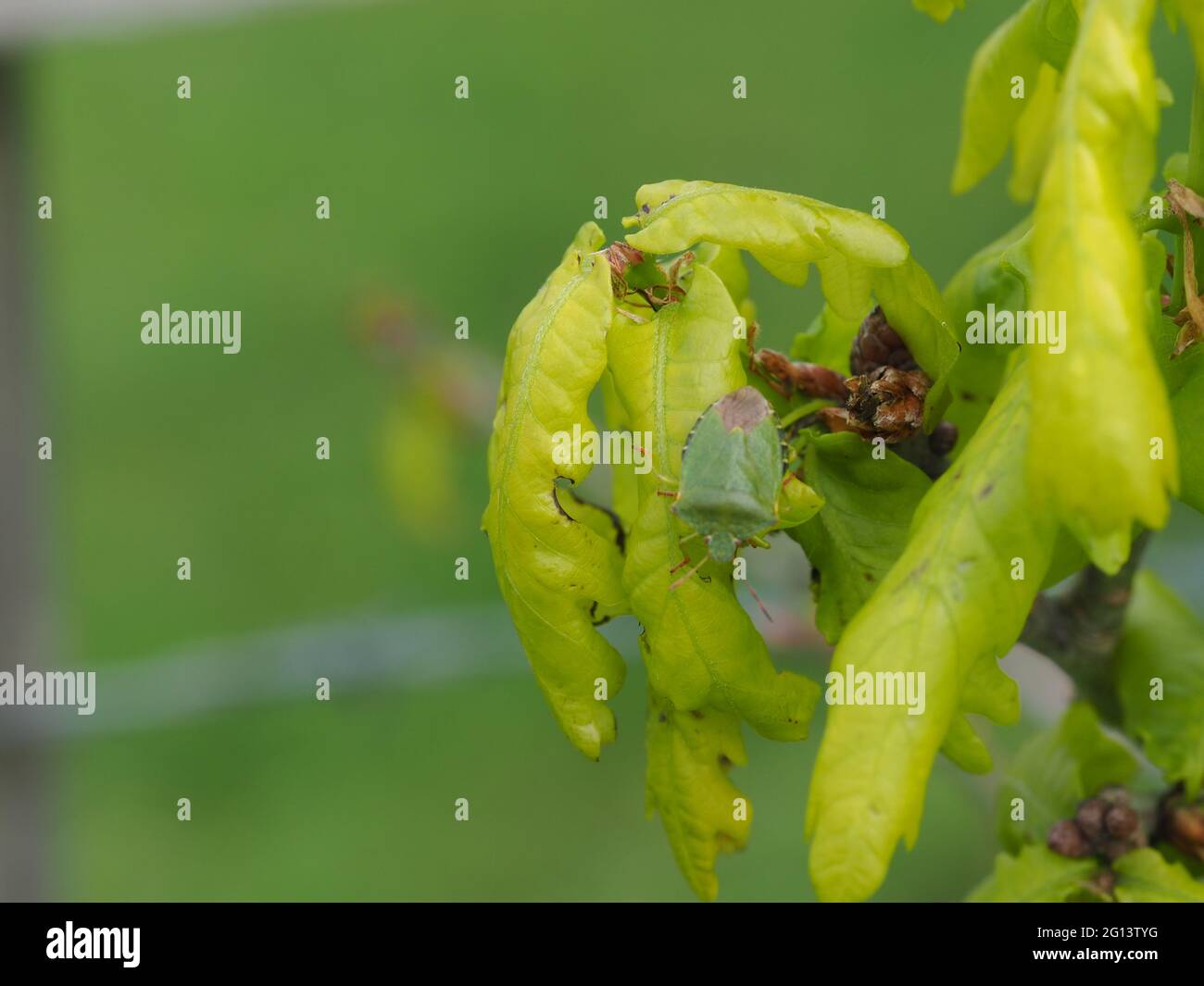 Green Shield or Green Stink bug on the leaves of an oak tree Stock ...
