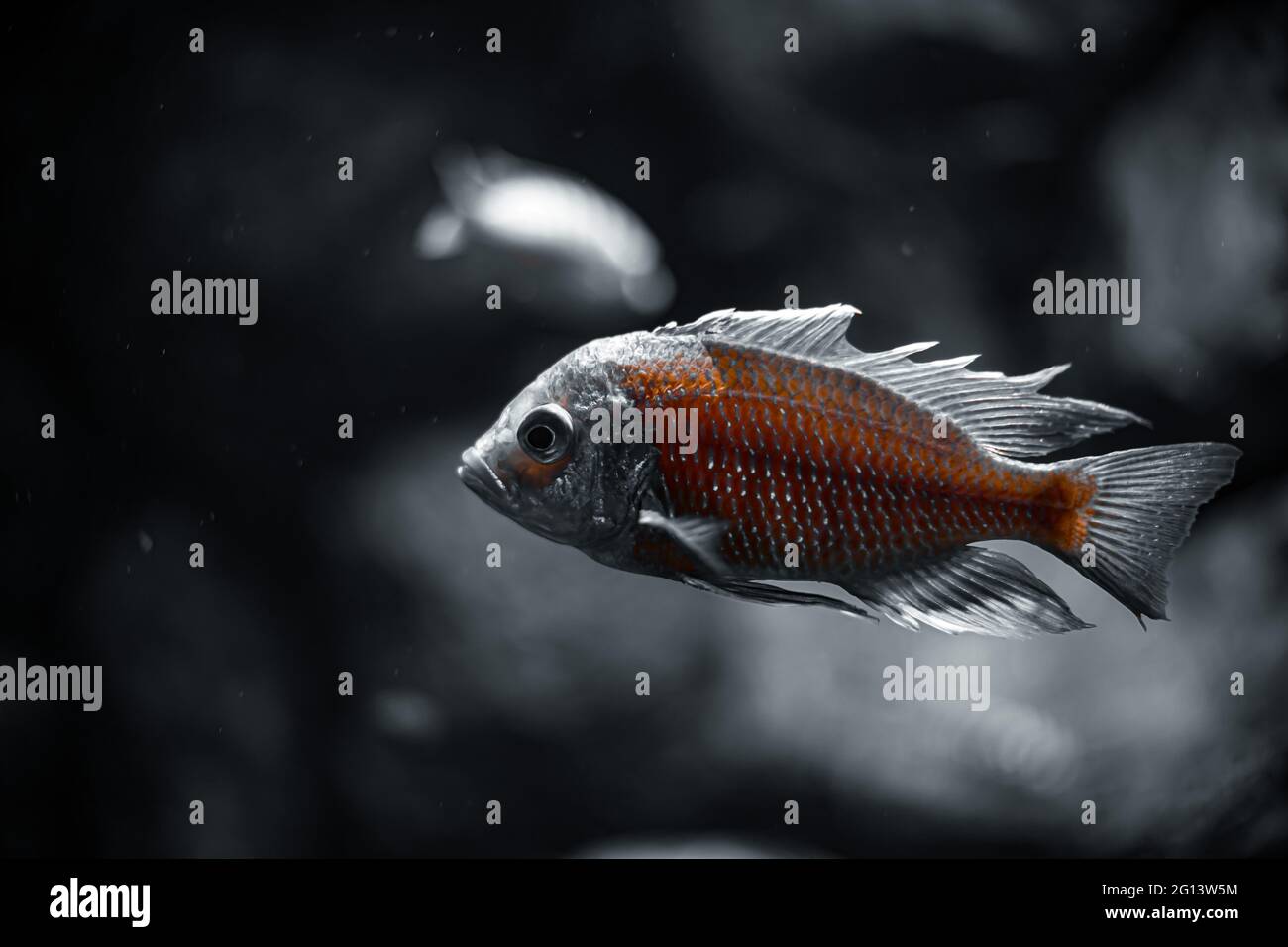 Grayscale shot of a small fish swimming underwater Stock Photo - Alamy