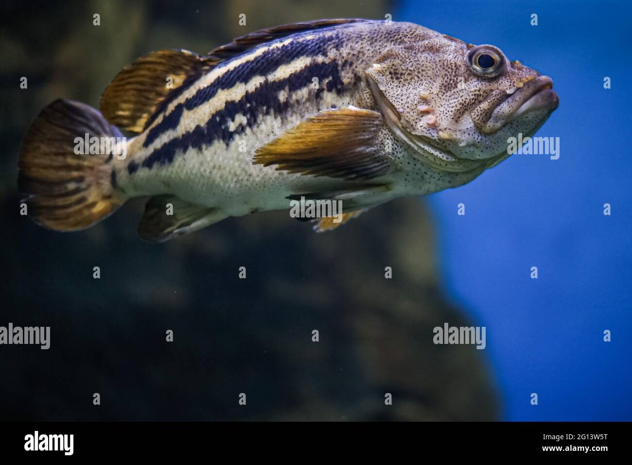 Low angle shot of a Rockfish swimming in the aquarium Stock Photo - Alamy