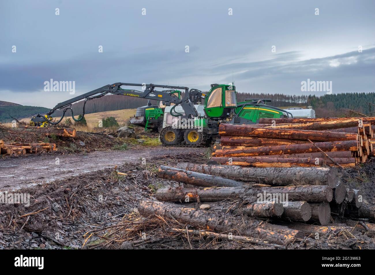 Deforestation in Scotland forest’s Stock Photo - Alamy
