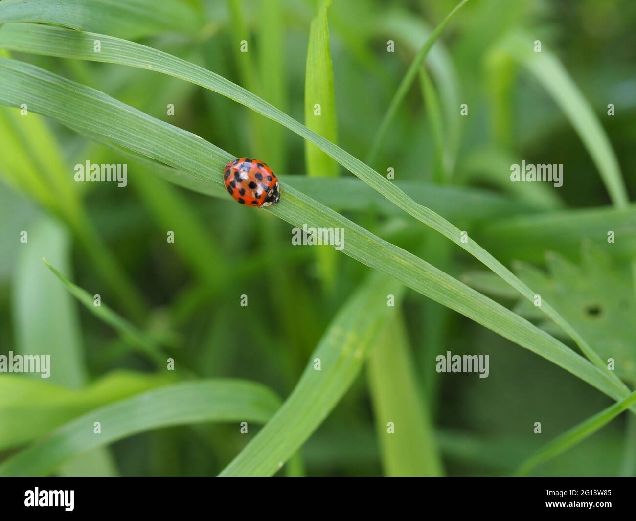 Multi-spotted Ladybird on a blade of grass Stock Photo - Alamy