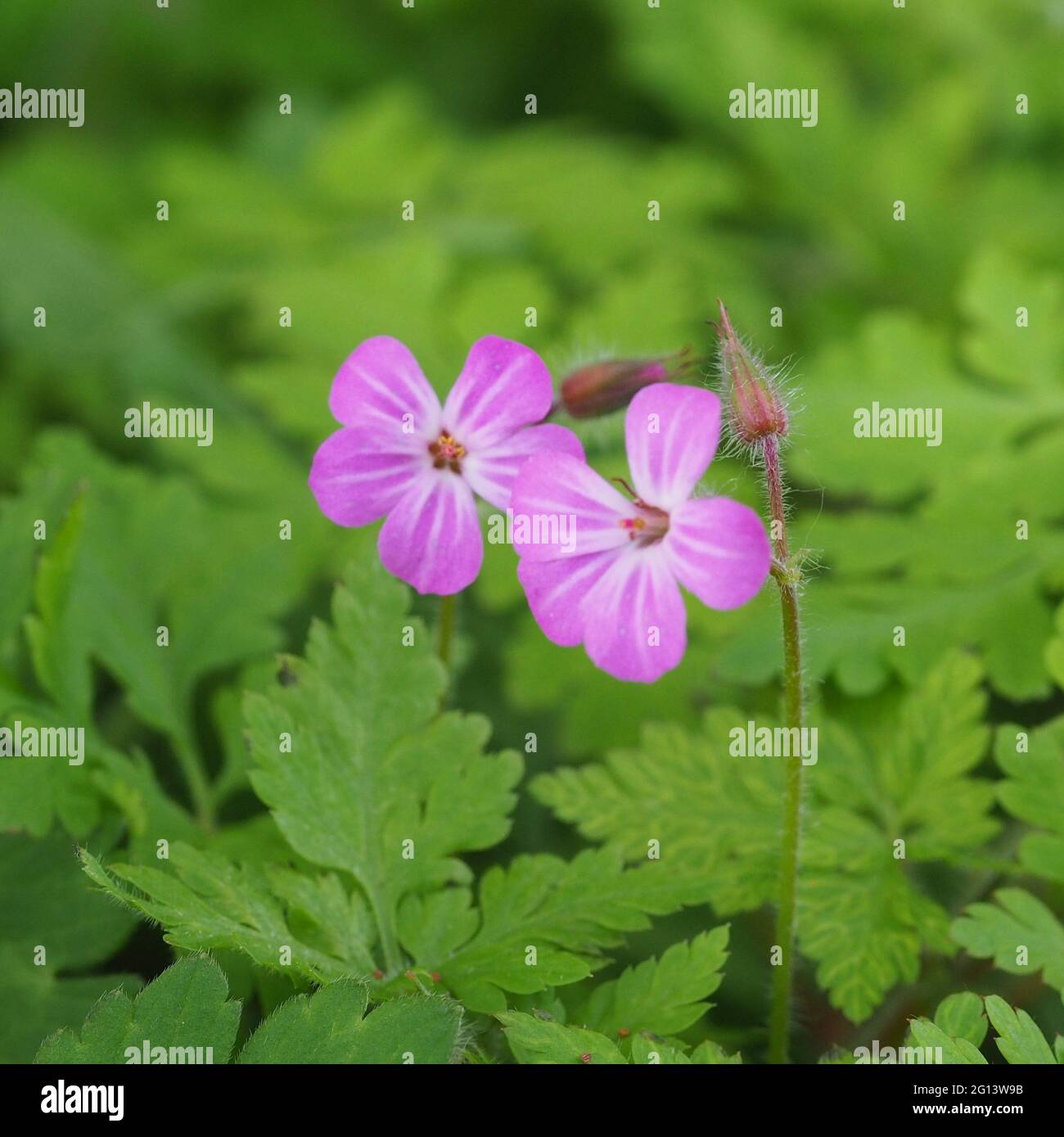 Tall growing wildflower hi-res stock photography and images - Alamy