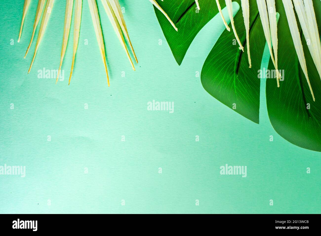 Palm leaves on green color background Stock Photo - Alamy