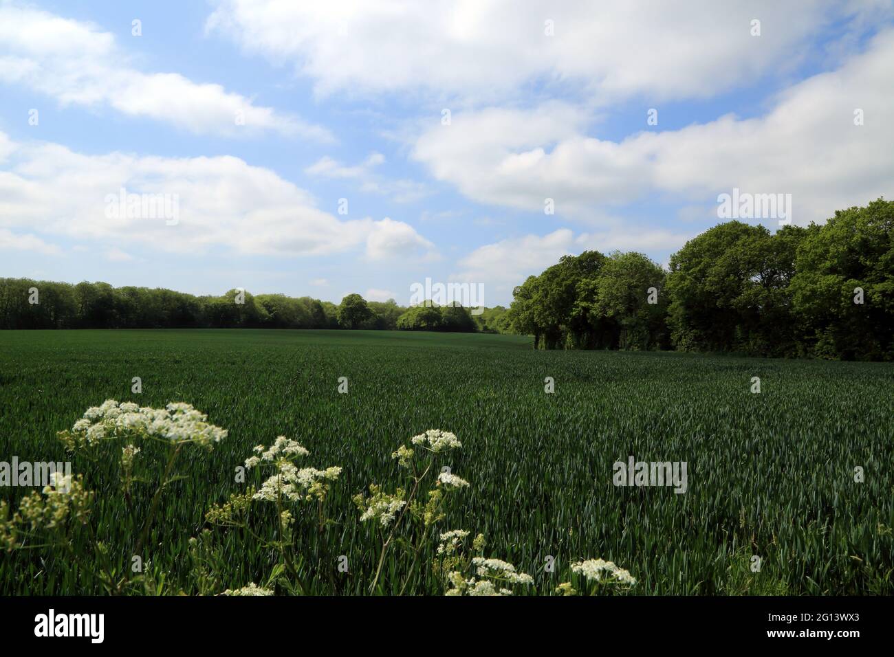 Ruckinge kent hi-res stock photography and images - Alamy