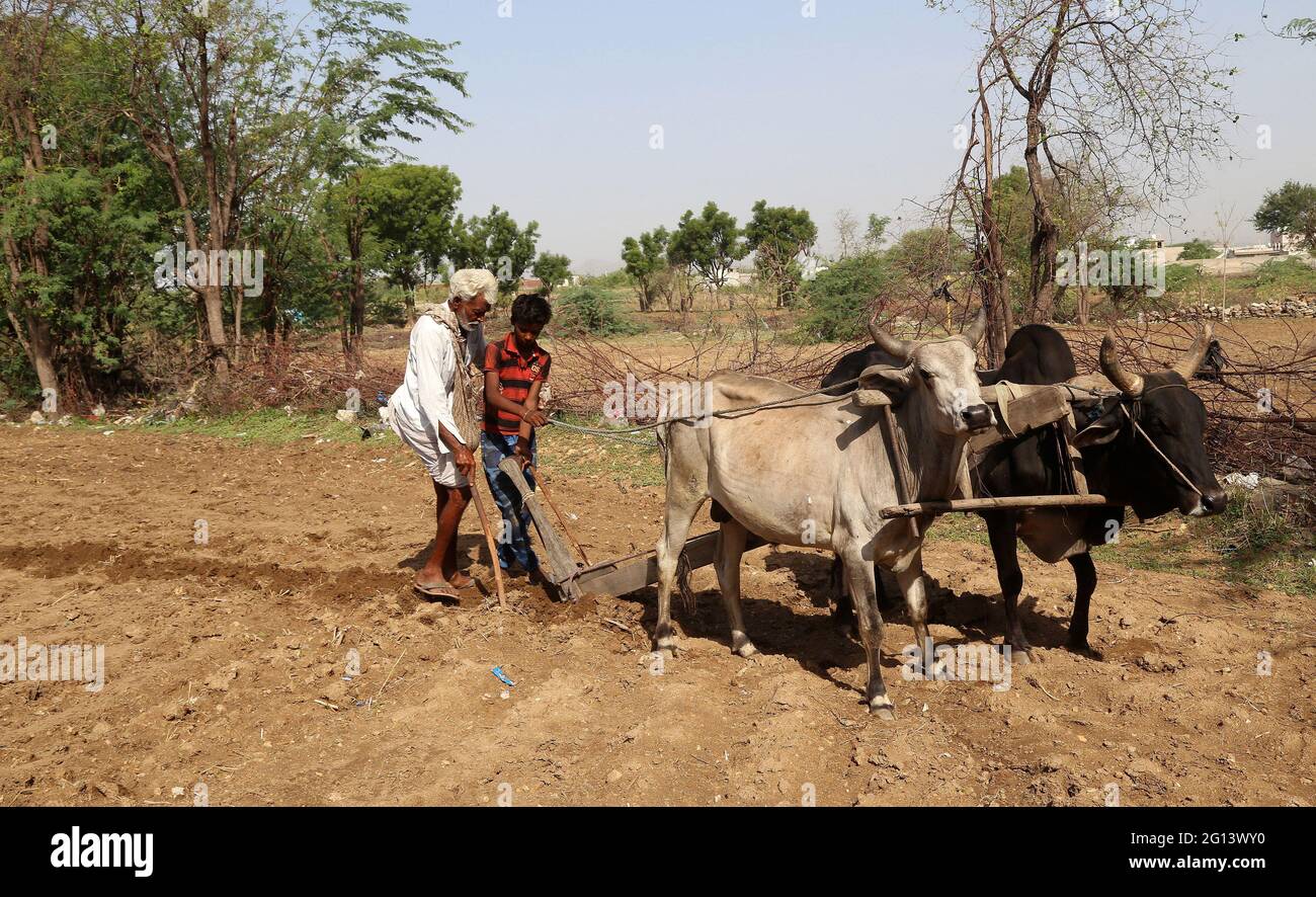 Beawar, Rajasthan, India, June 4, 2021: Rajasthani farmer Kalu Singh ...