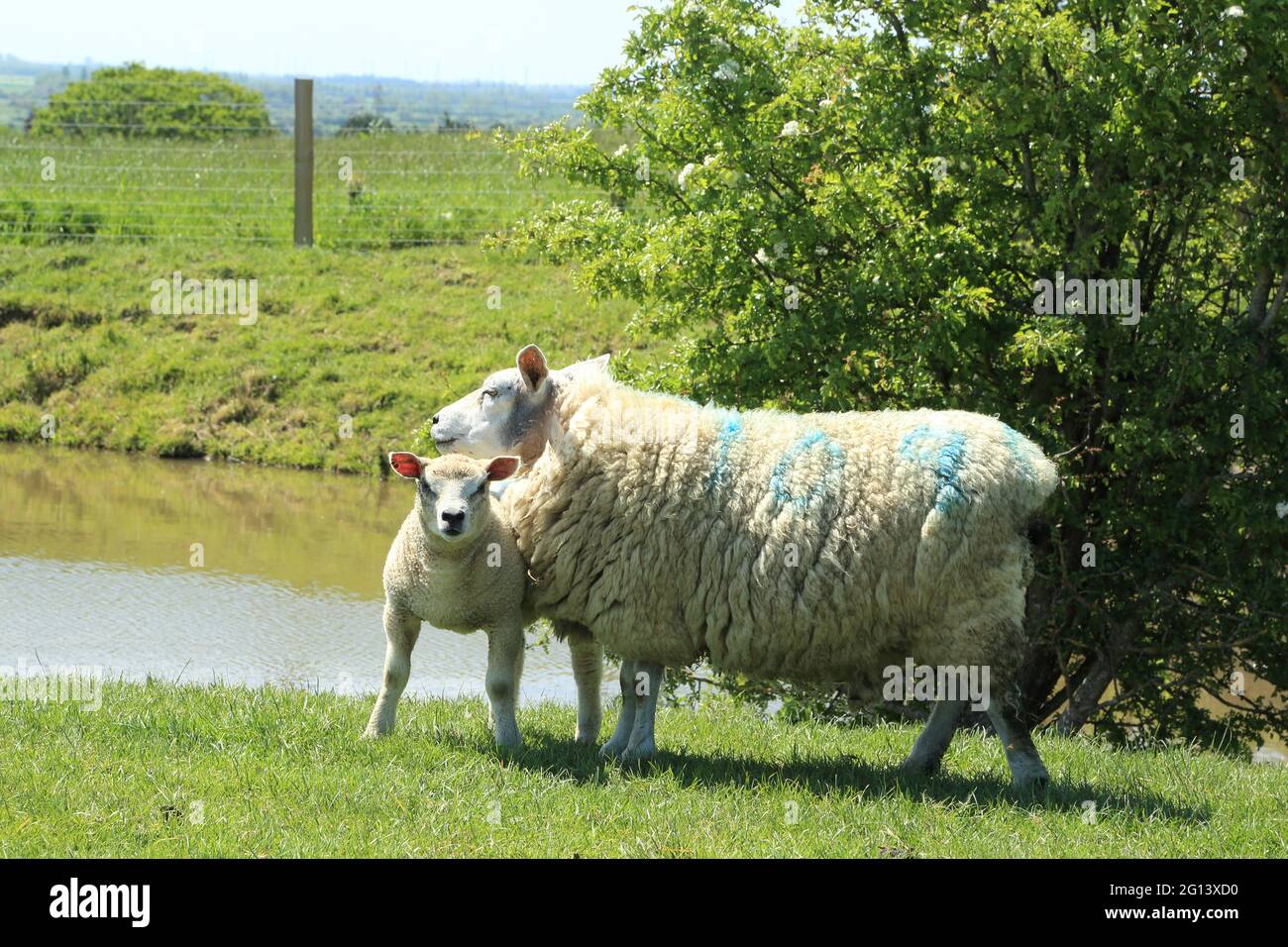 Ewe and lamb in field outside Ruckinge, Ashford, Kent, England, United ...