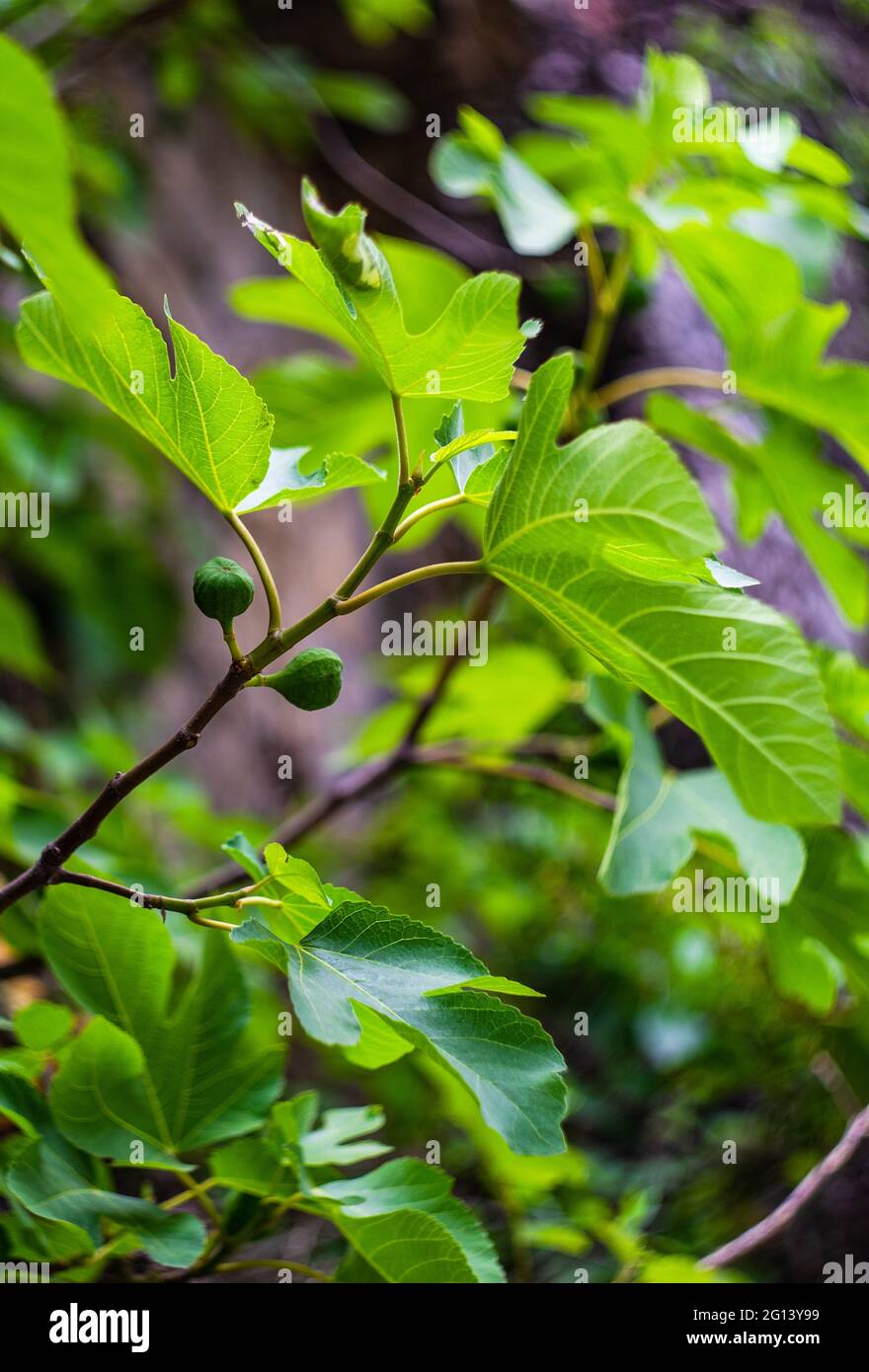 Fig tree with unripe fruits in the garden Stock Photo - Alamy