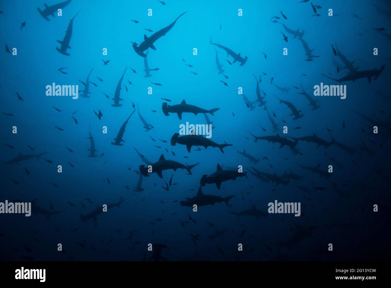 Underwater scenes from Cocos Island, Costa Rica Stock Photo - Alamy