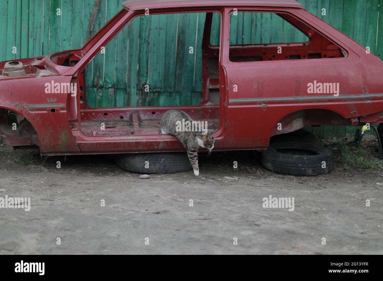 gray lonely cat gets out of an old red car Stock Photo - Alamy