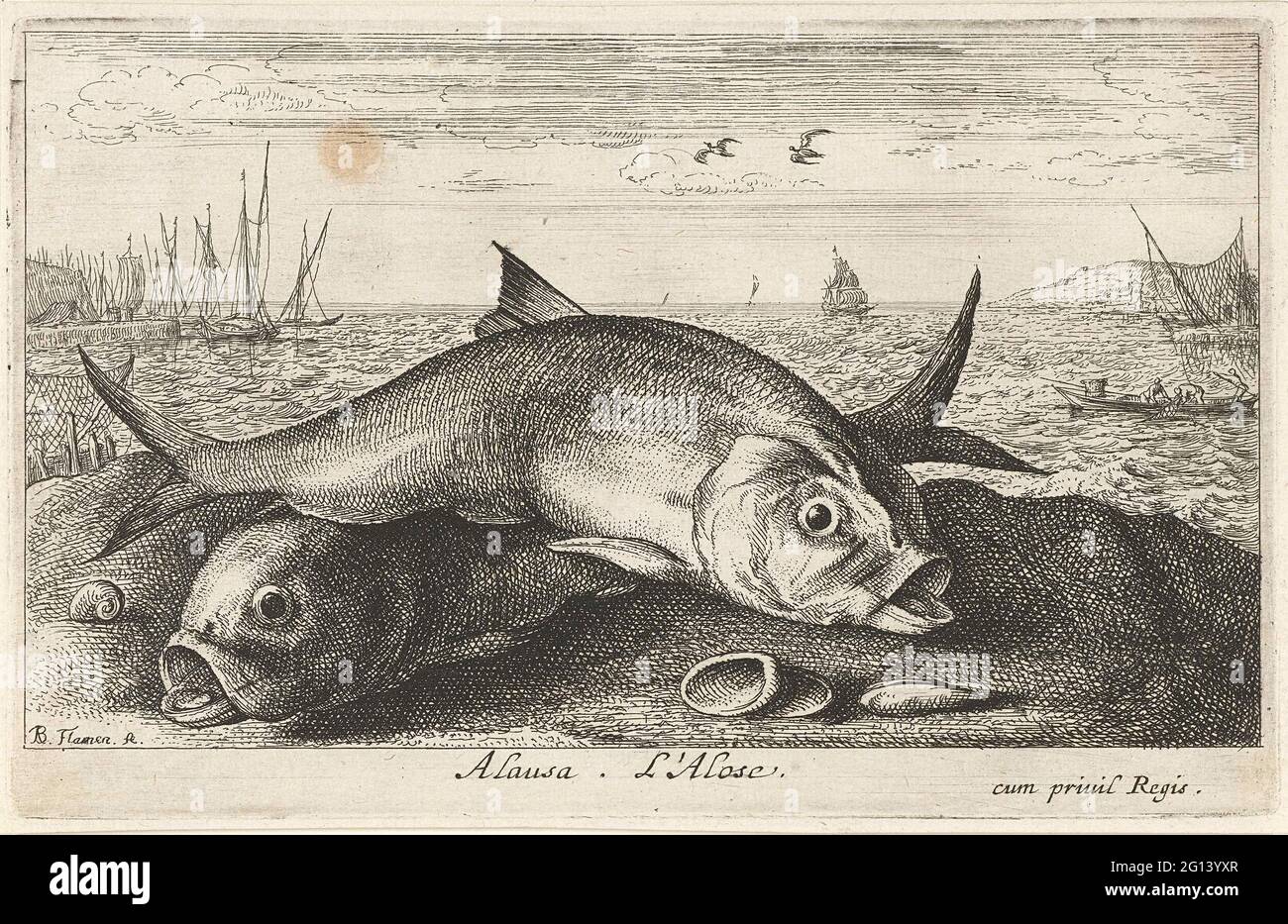 Two mei fish on the beach; Alausa. L'ALOSE; Fish and other marine ...