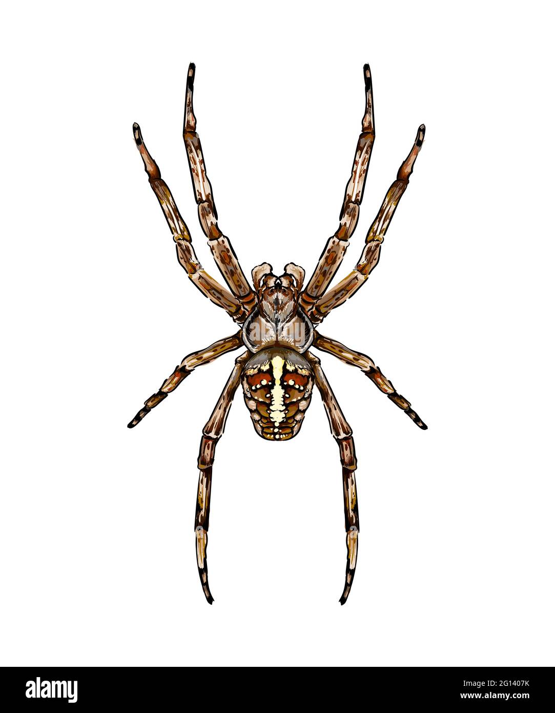 Spider garden spider Araneus a kind of spider from the family of ...