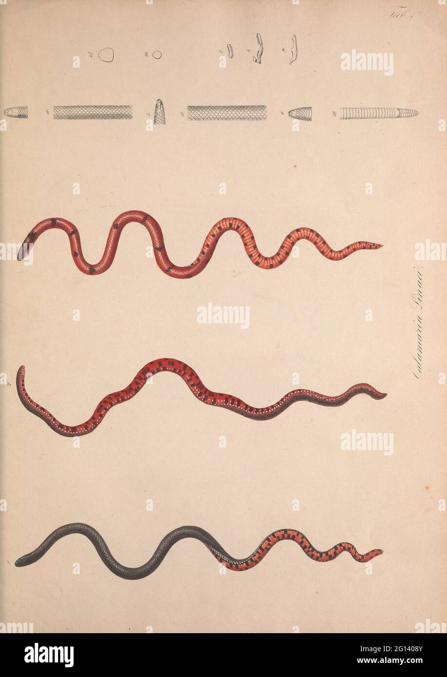 Proteus anguinus illustration hi-res stock photography and images - Alamy