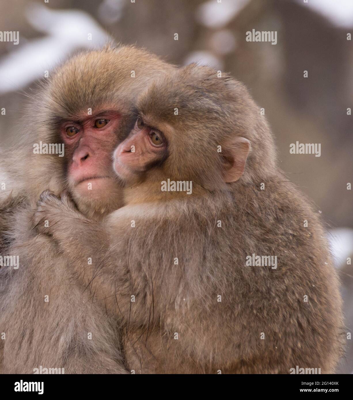 Young Japanese macaque snow monkey hugging her mother Stock Photo - Alamy