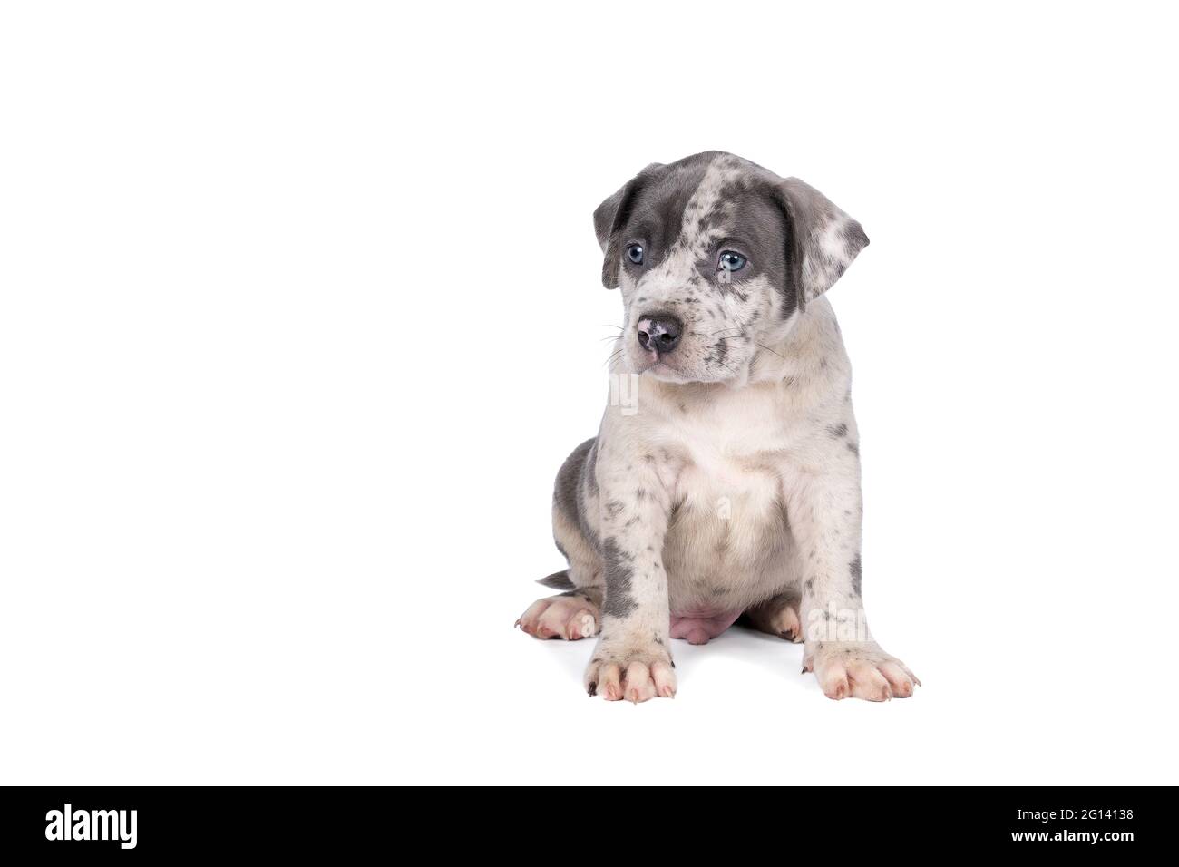 A purebred American Bully or Bulldog pup with blue and white fur ...