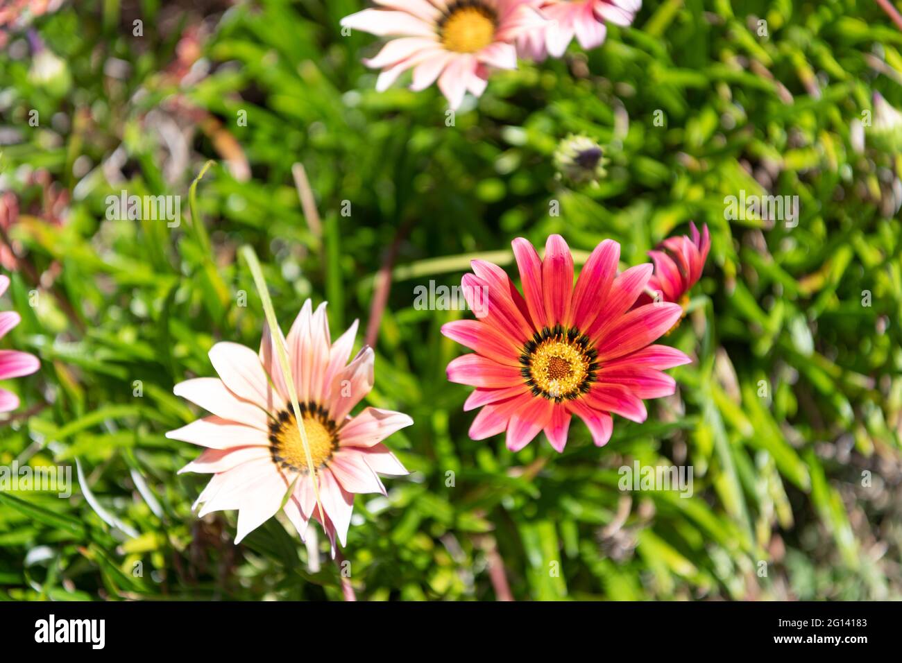 Beautiful field flowers. African daisy floral background. Flowering ...