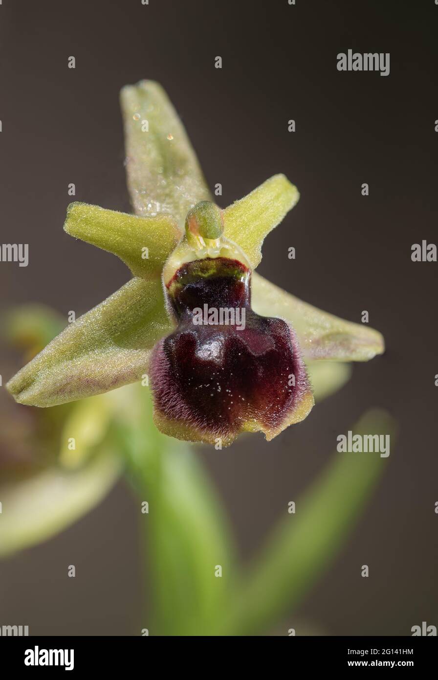 Ophrys genus hi-res stock photography and images - Alamy