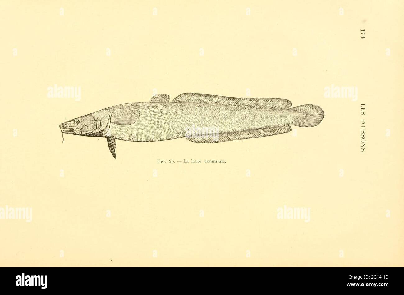 Montreal aquarium hi-res stock photography and images - Alamy