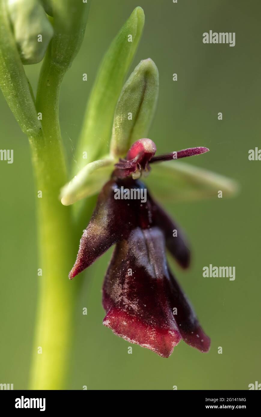 The fly ragwort (Ophrys insectifera) is a species of plant from the ...
