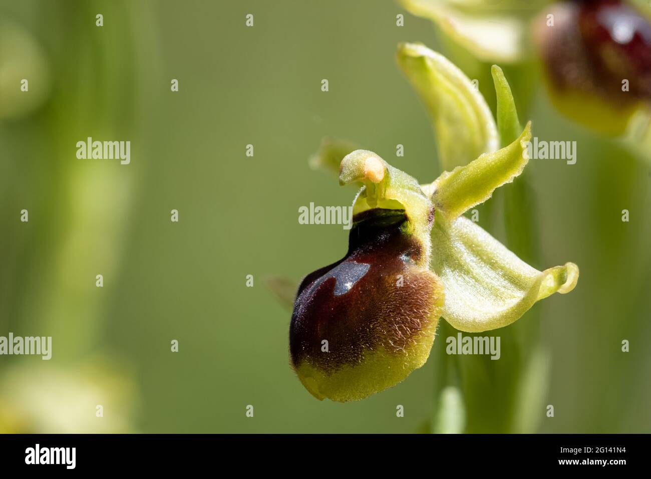 Ophrys genus hi-res stock photography and images - Alamy