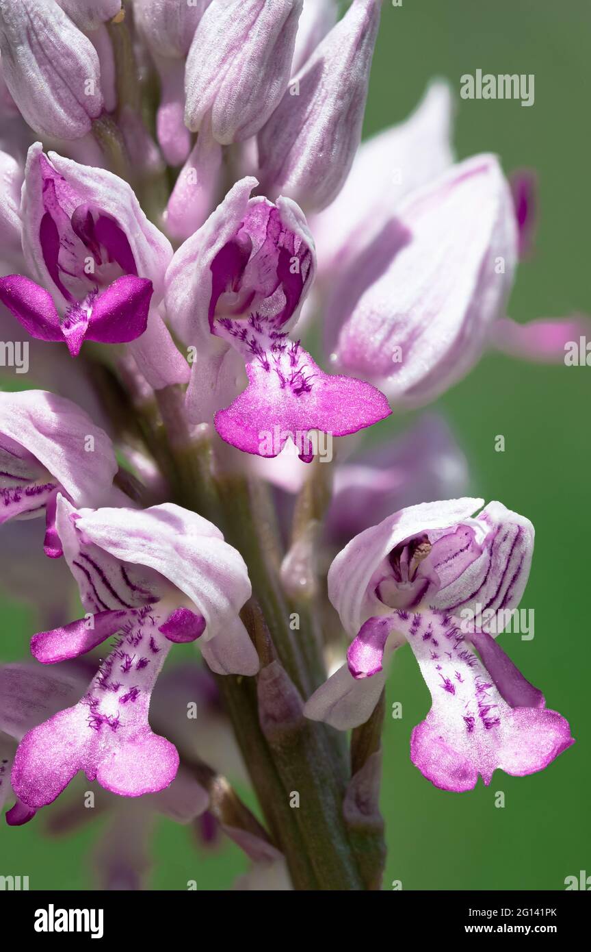 orchis militaris,The helmet orchid (Orchis militaris) is a plant ...