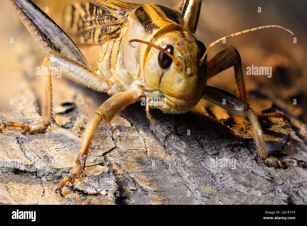 Migratory locusts are species from the family of field locusts ...