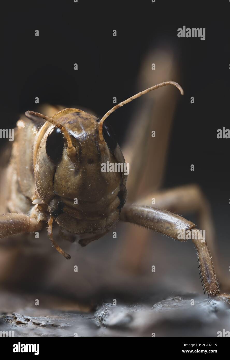 Migratory locusts are species from the family of field locusts ...