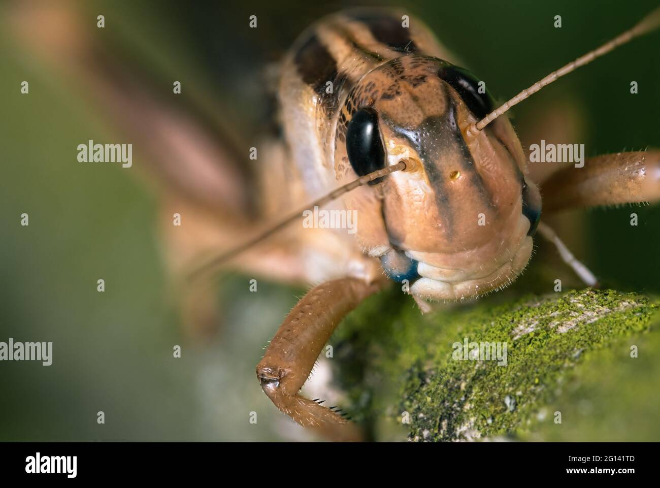 Migratory locusts are species from the family of field locusts ...
