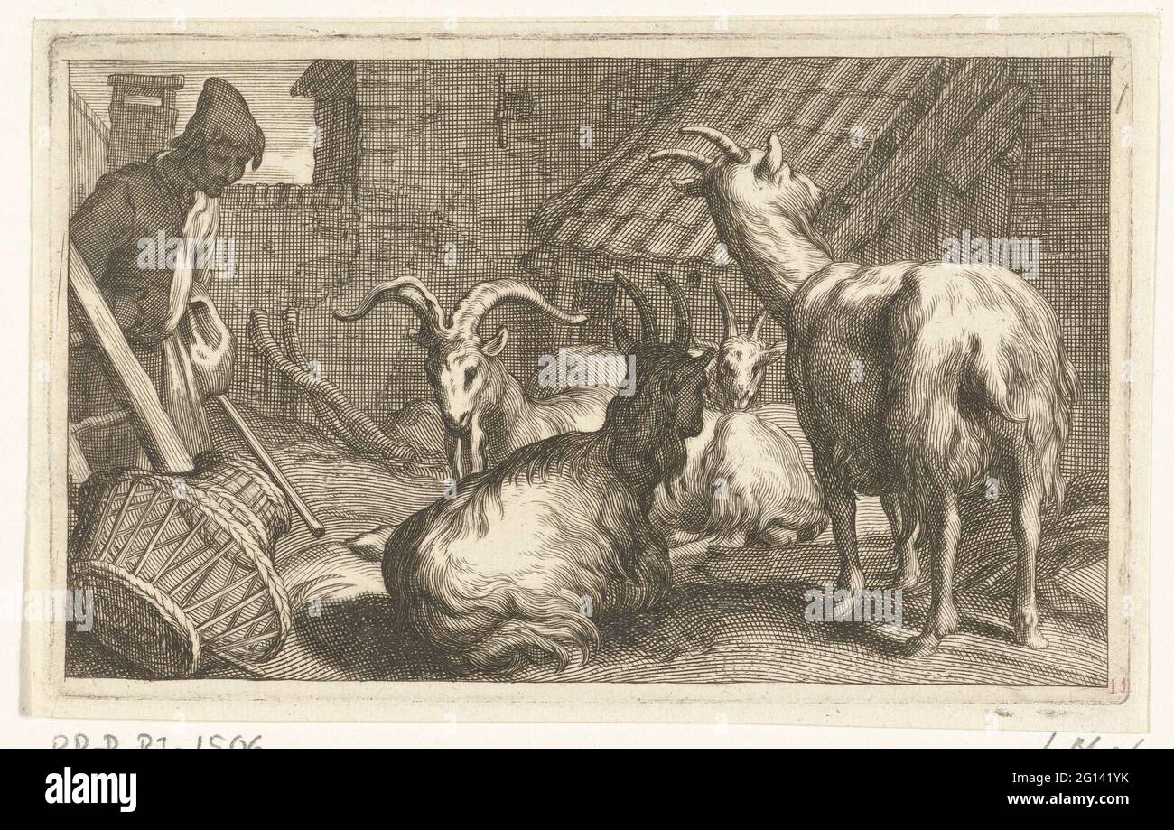 Goats on a farm yard; Animals. A boy at work amid a number of goats ...