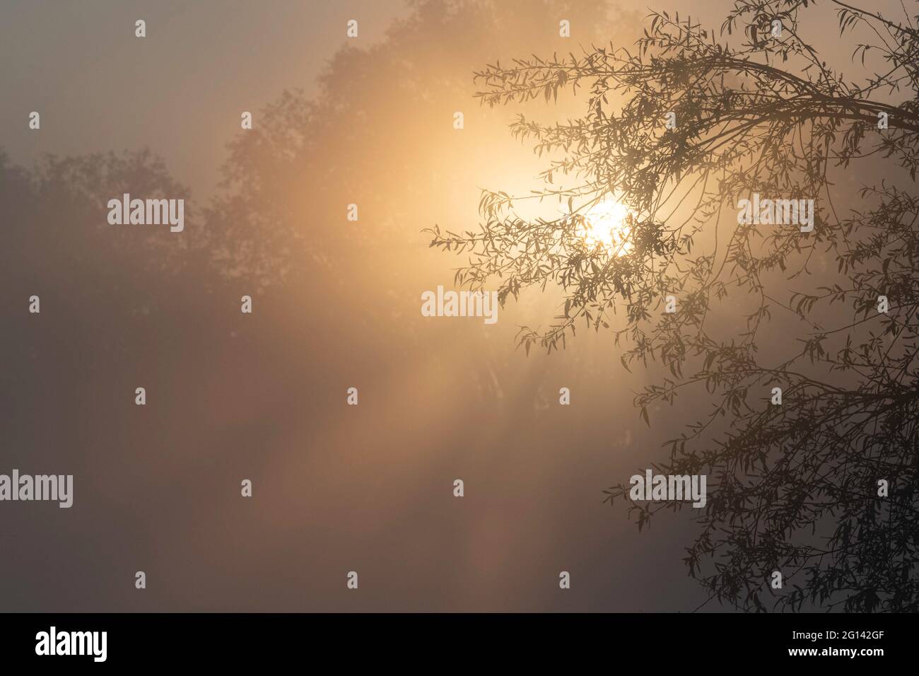 The sun rises through the mist and is framed by pretty branches of a ...