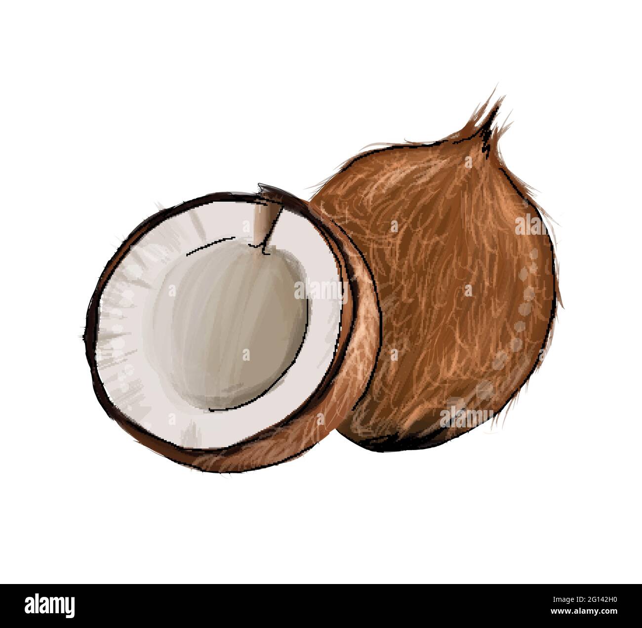 Coconut Drawing