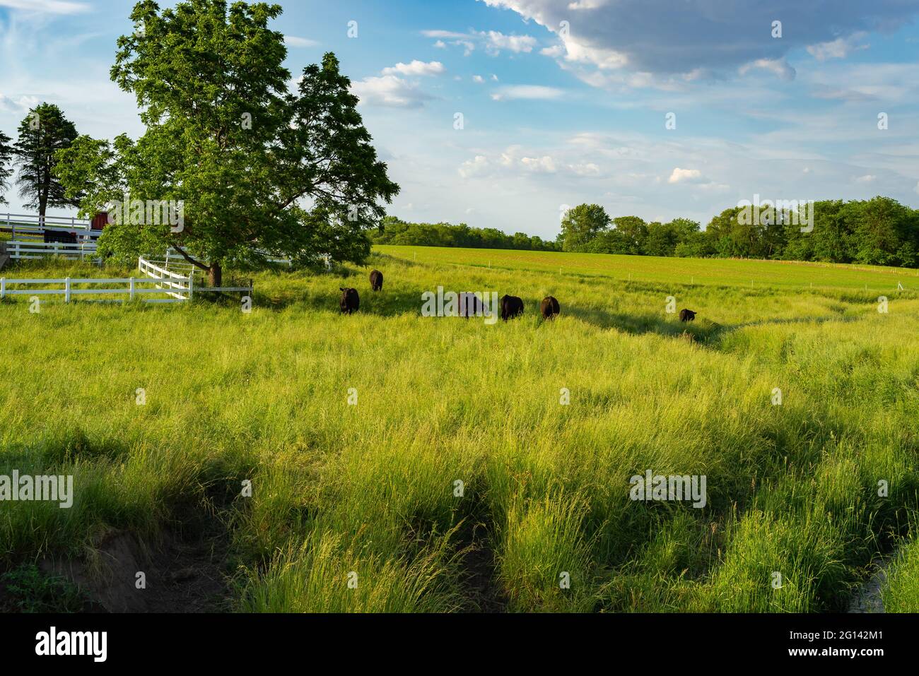 Midwest dairy cattle hi-res stock photography and images - Alamy