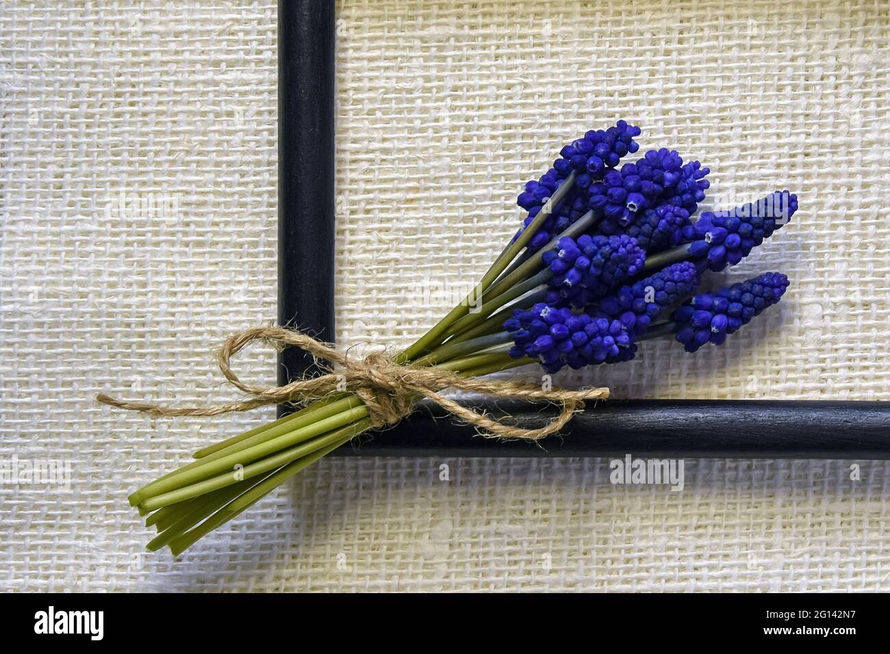 Bouquet of grape hyacinths. Small delicate bouquet of bright spring ...