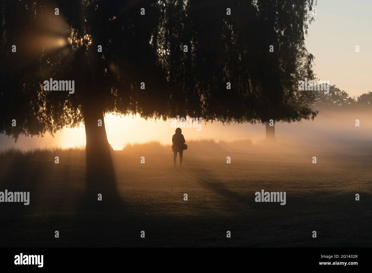 One person stands under a weeping willow tree on an atmospheric misty ...