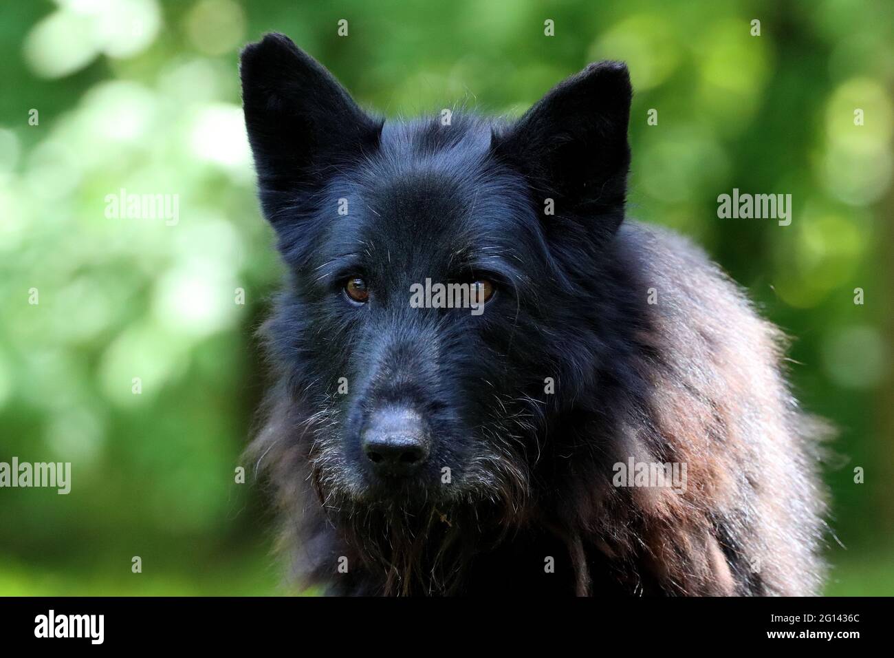 old dog portrait Stock Photo - Alamy