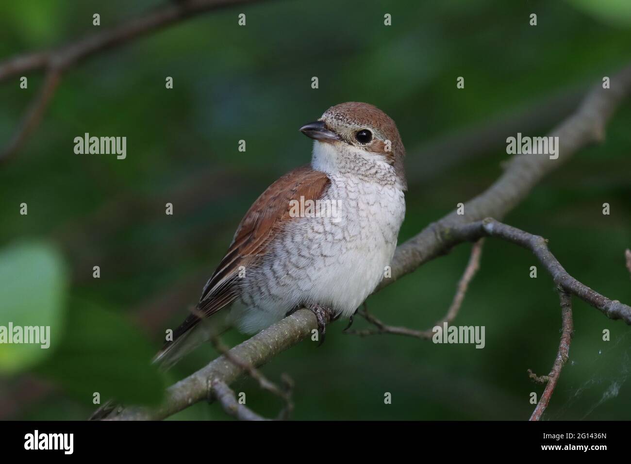 little bird on the branch, gander Stock Photo - Alamy