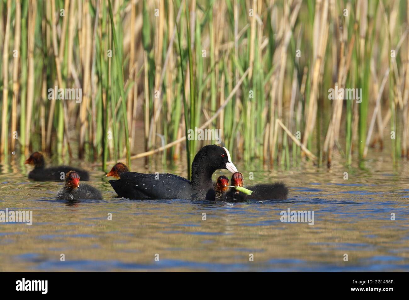 coot duck with young Stock Photo - Alamy
