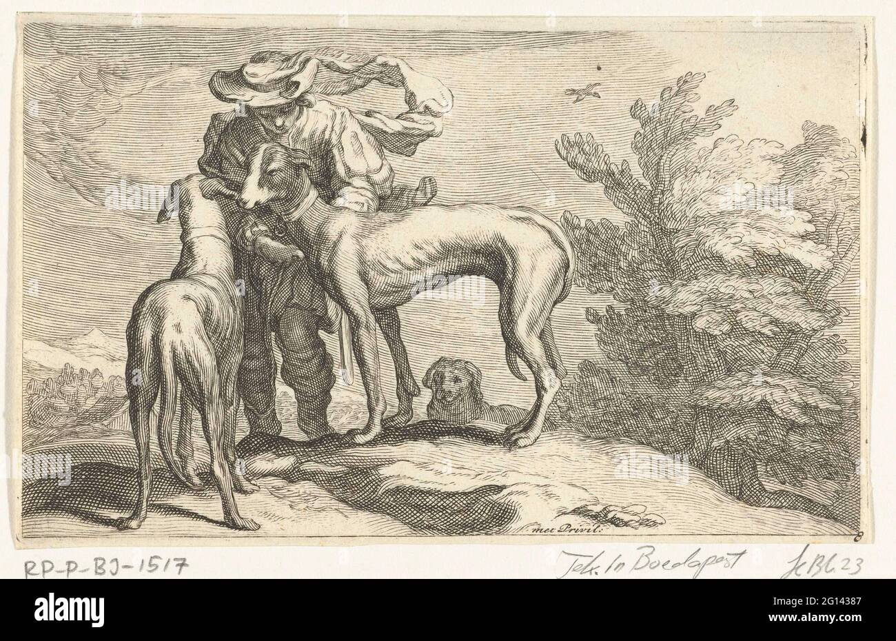 Greyhounds; Animals. A boy stands on a hill between two greyhounds ...
